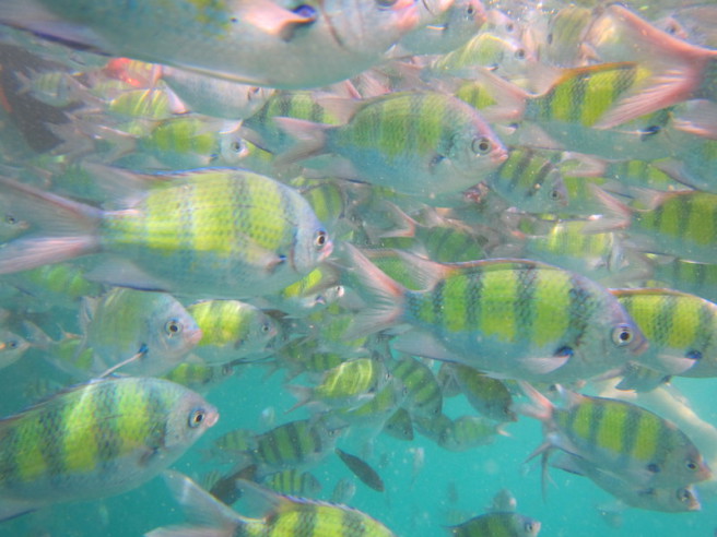 Koru’s next adventure… – Koru Kayaking Cornwall