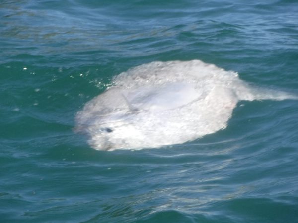 Why do Ocean Sunfish Sunbathe? – Koru Kayaking Cornwall